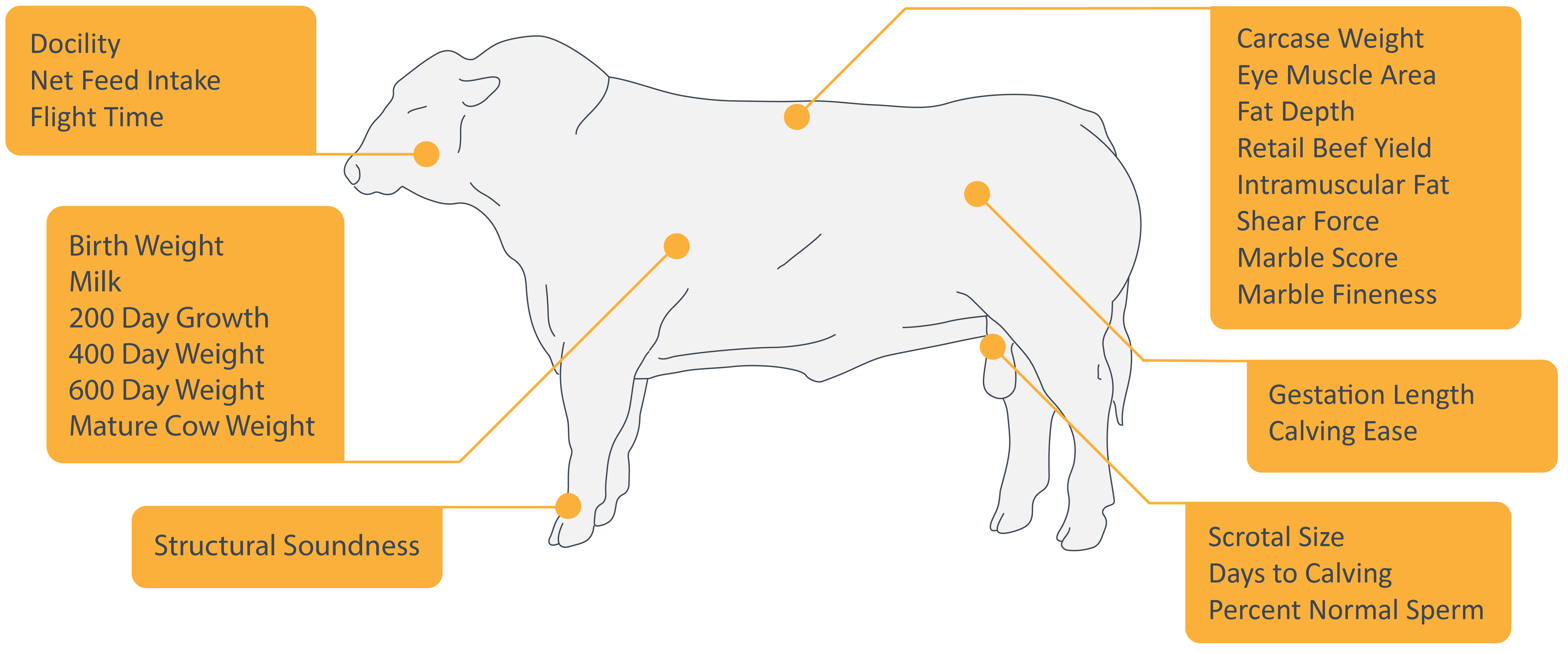 BREEDPLAN - BREEDPLAN