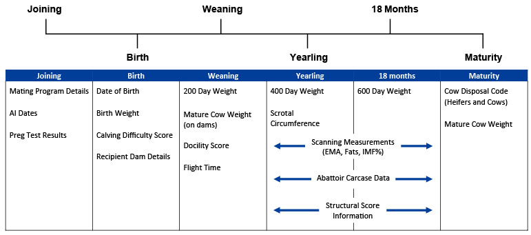 BREEDPLAN - Performance Recording Timeline